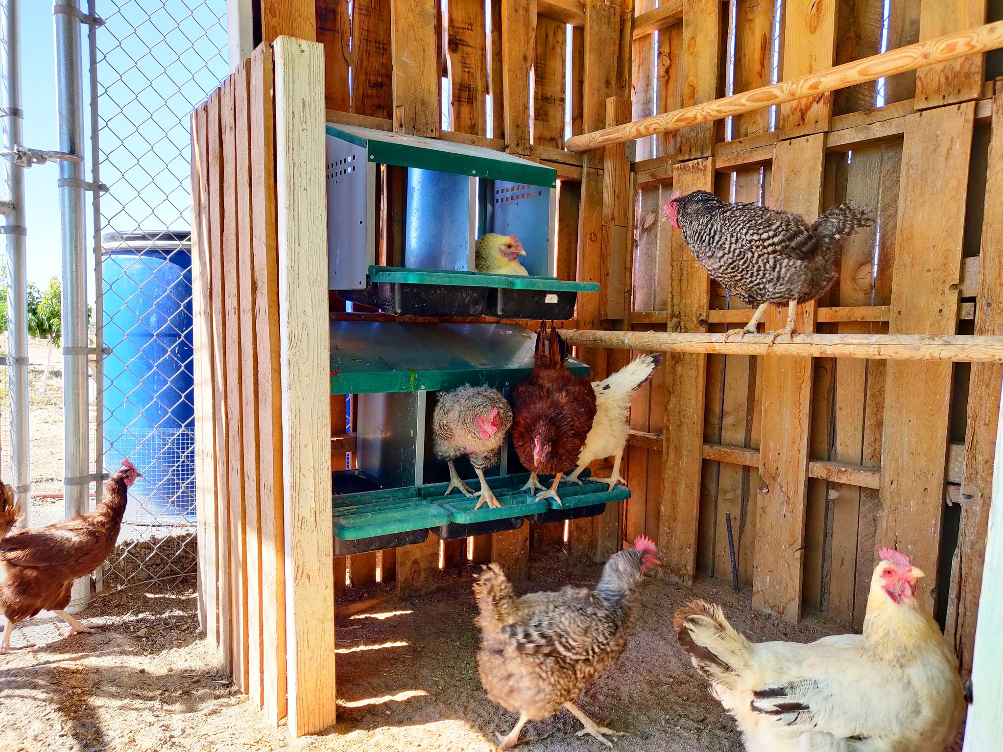 Chicken Nesting Box Styles Collection | Durable & Comfortable Nesting ...